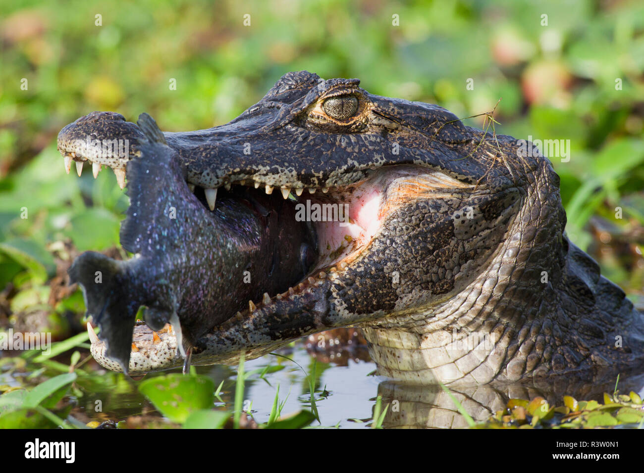 Yacare caiman eating large fish (pacu Stock Photo - Alamy