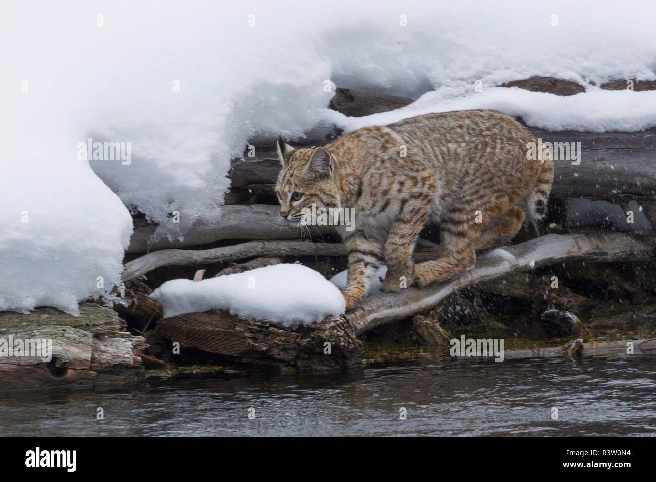 Bobcat stalking prey Stock Photo - Alamy