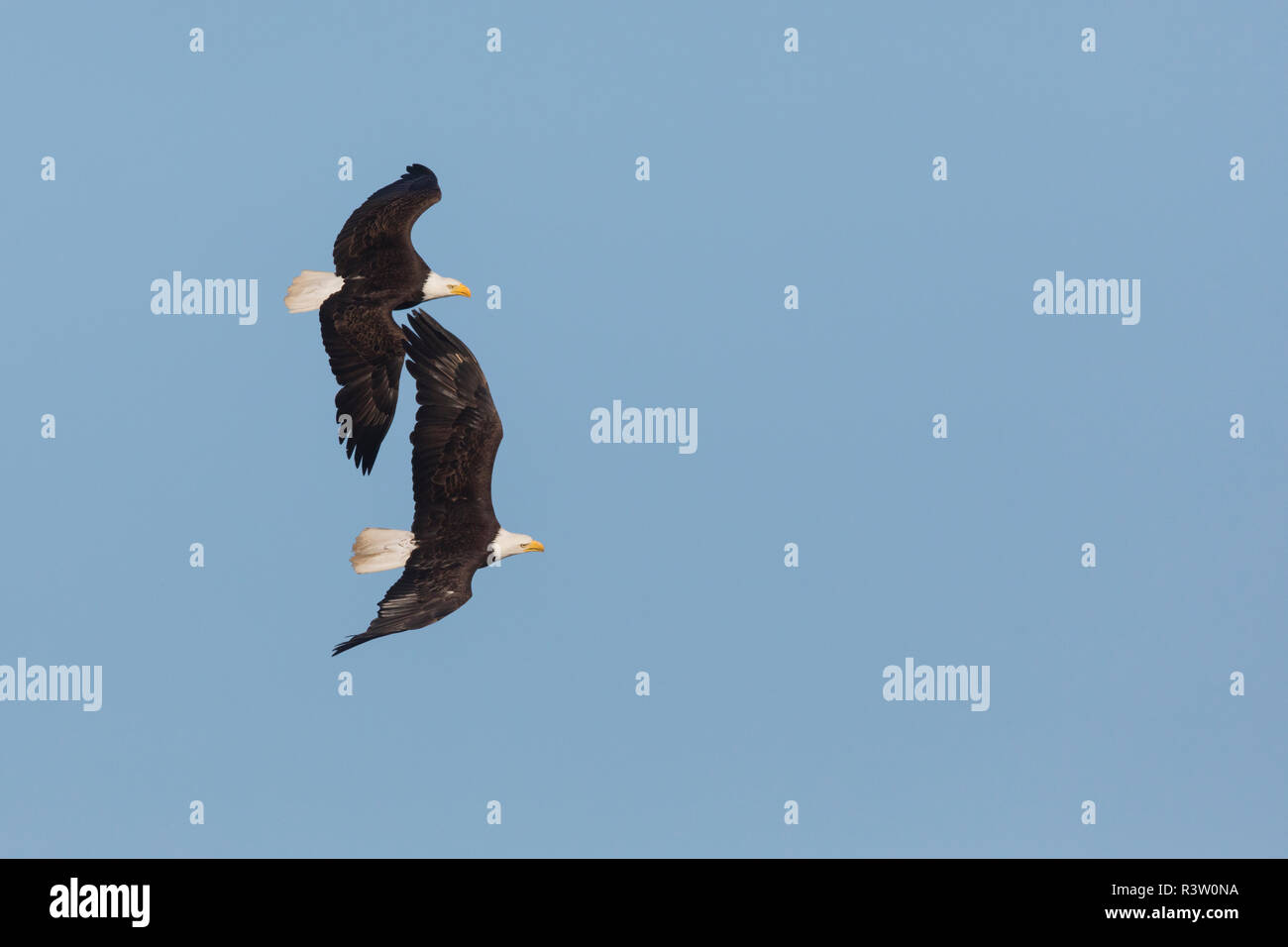 Bald eagle pair, courtship flight Stock Photo - Alamy