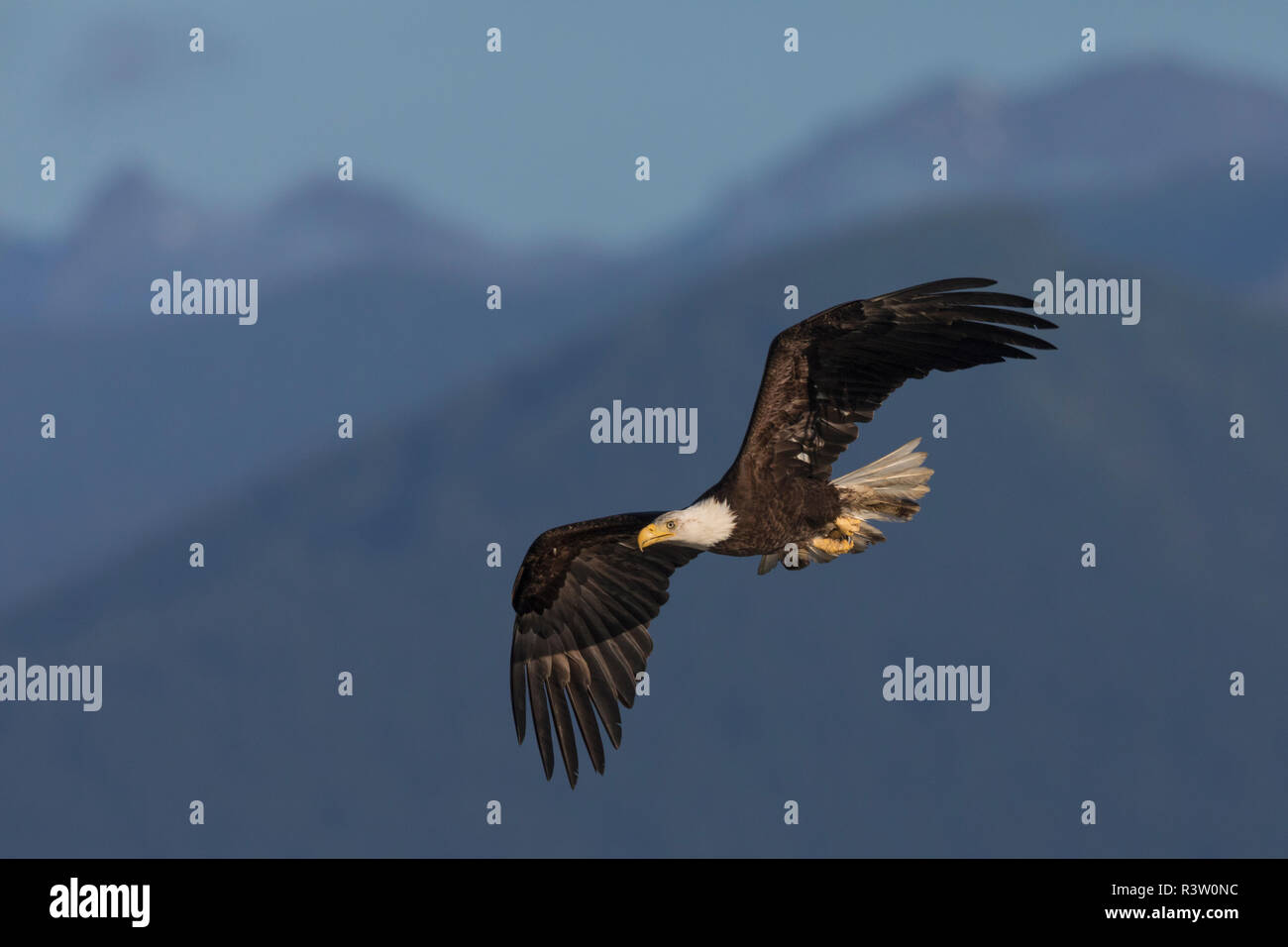 Bald eagle flying Stock Photo - Alamy