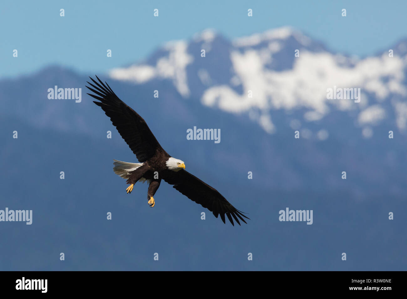 Bald eagle preparing to land Stock Photo - Alamy