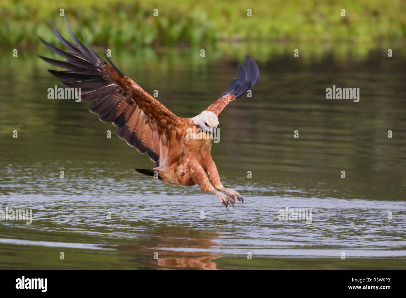 Attacking prey hi-res stock photography and images - Alamy