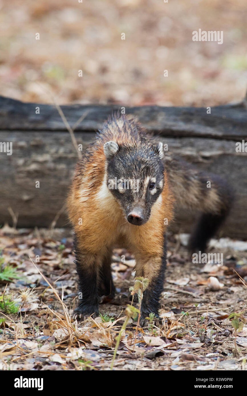 South American coati Stock Photo - Alamy