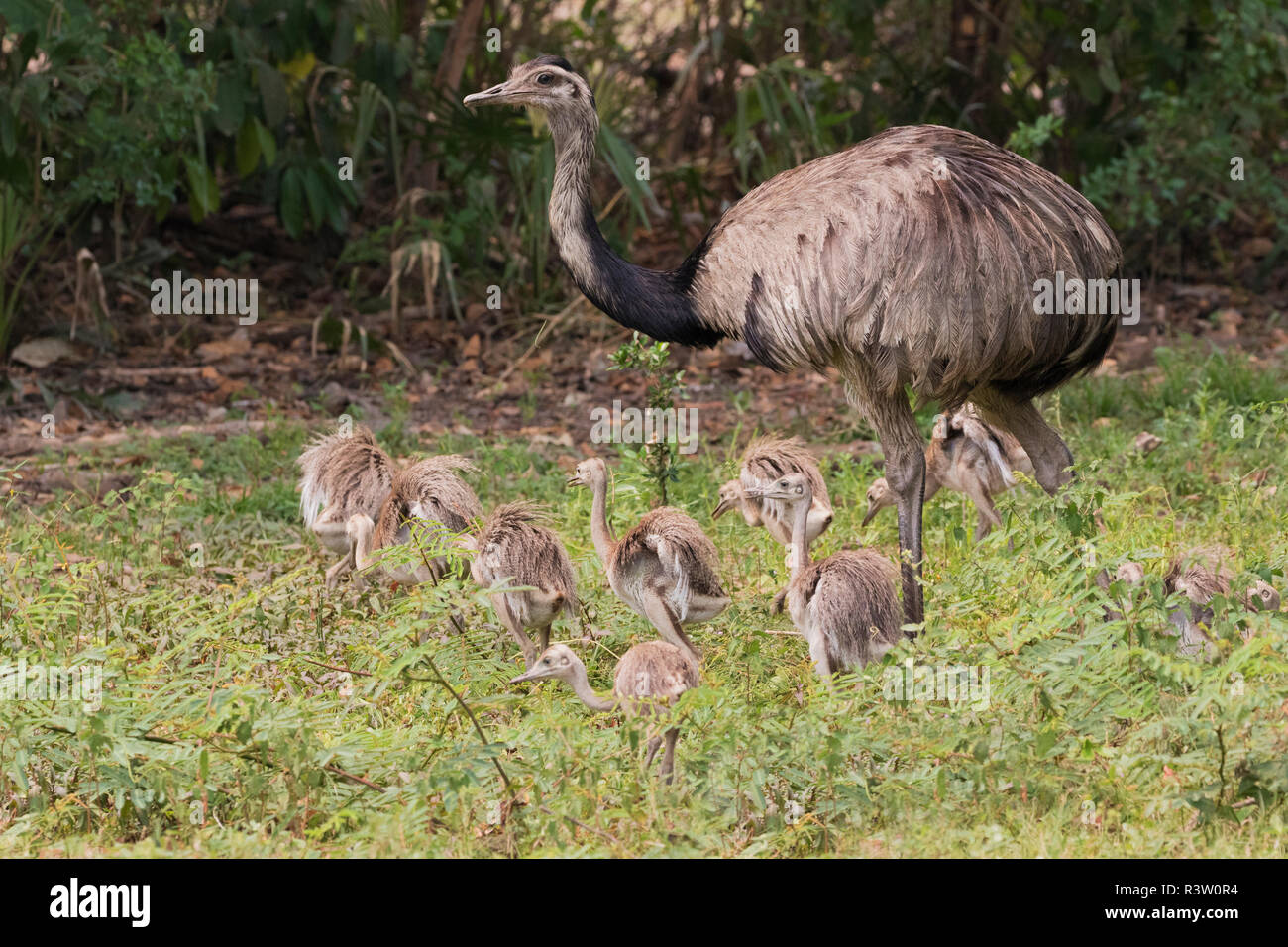 Male rhea hi-res stock photography and images - Alamy