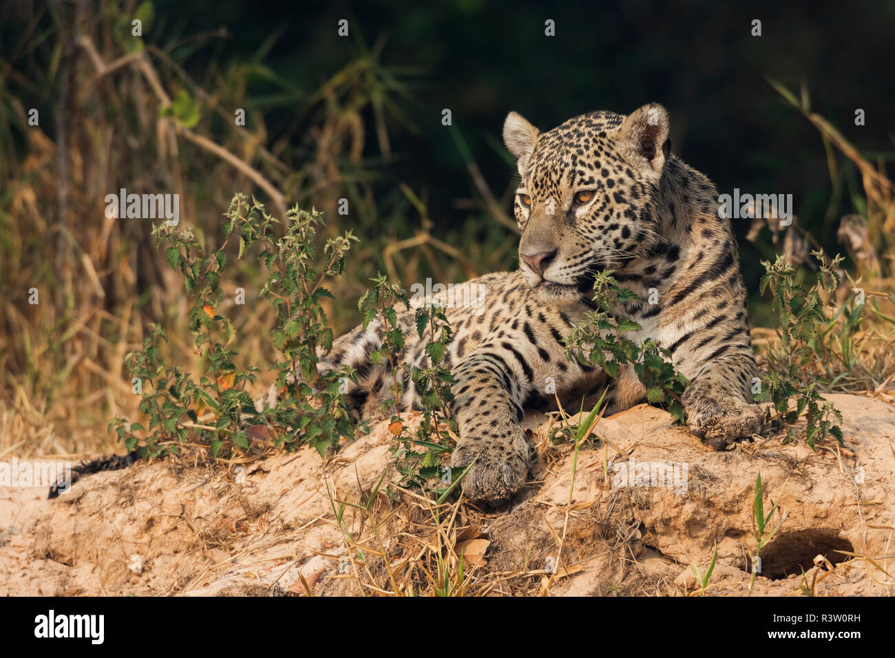 Jaguar resting on rivers edge Stock Photo - Alamy