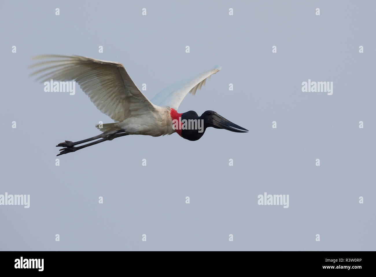 Flying jabiru hi-res stock photography and images - Alamy