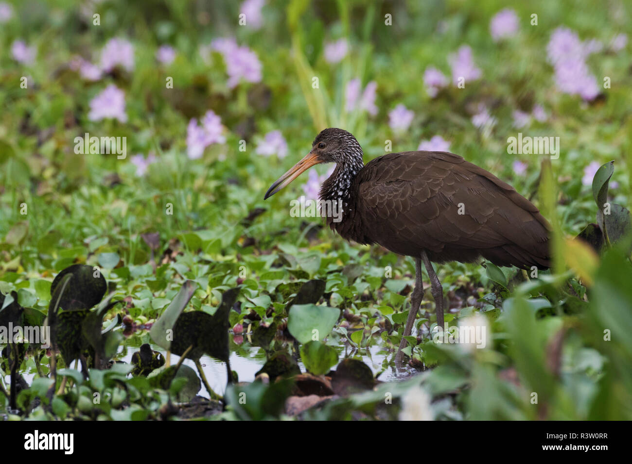 Limpkin marsh hi-res stock photography and images - Alamy