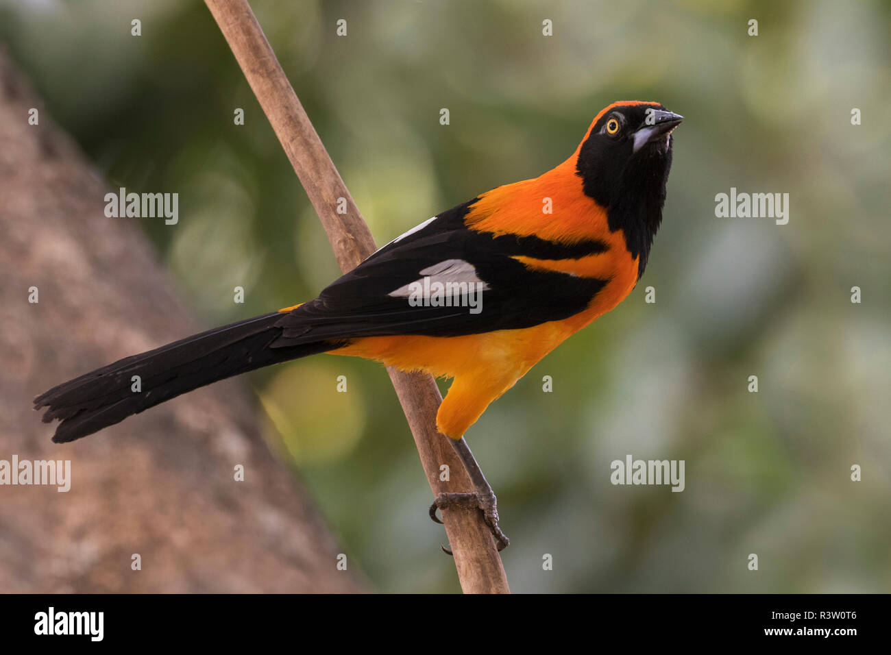Troupial bird hi-res stock photography and images - Alamy