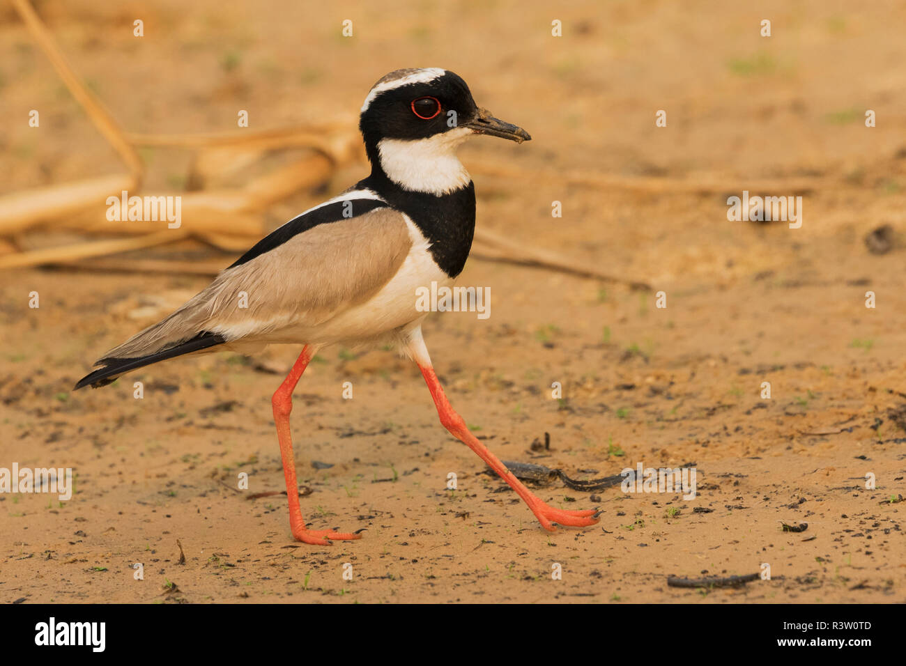 Pied lapwing hi-res stock photography and images - Alamy