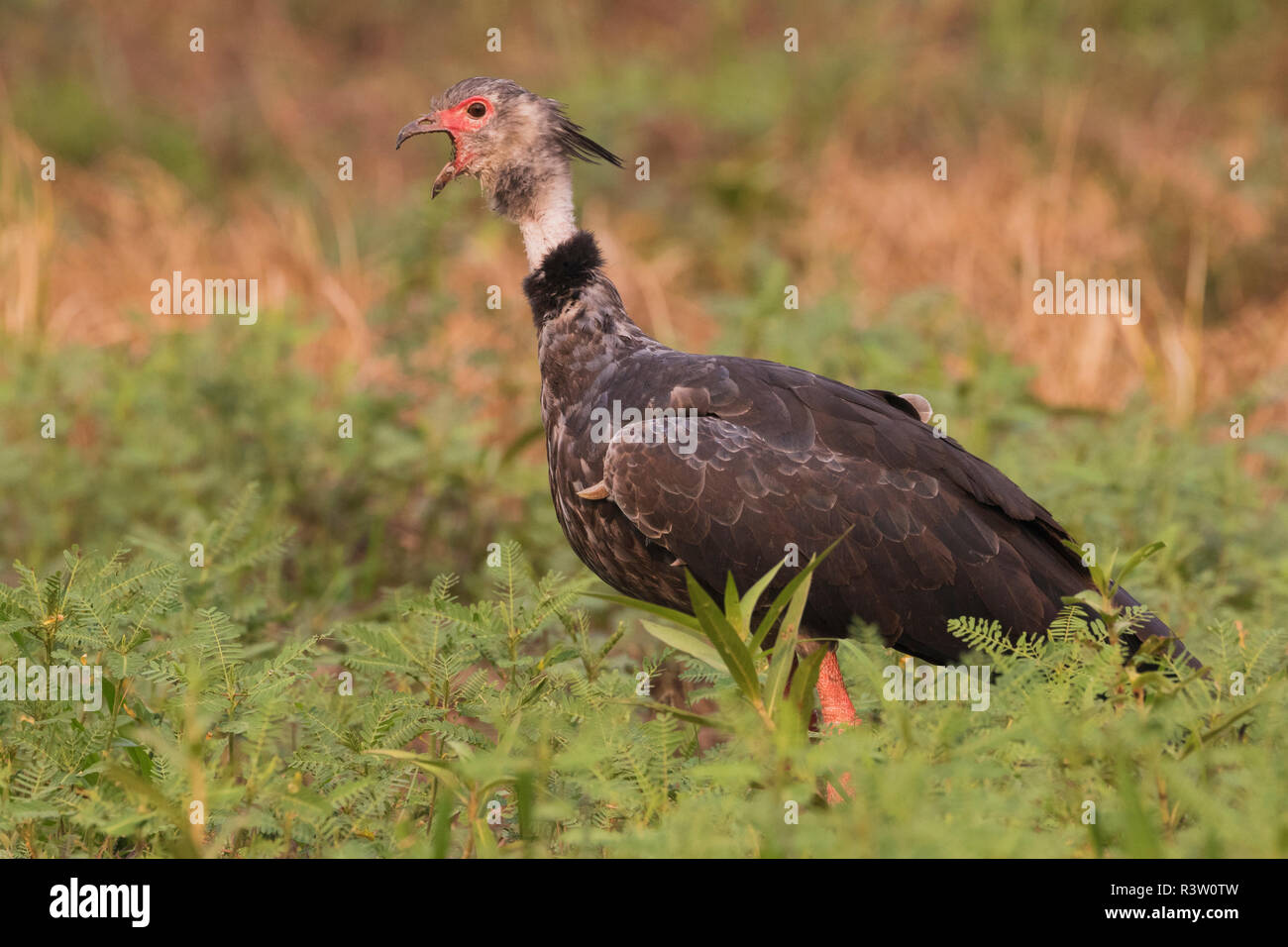 Southern screamer screaming Stock Photo - Alamy