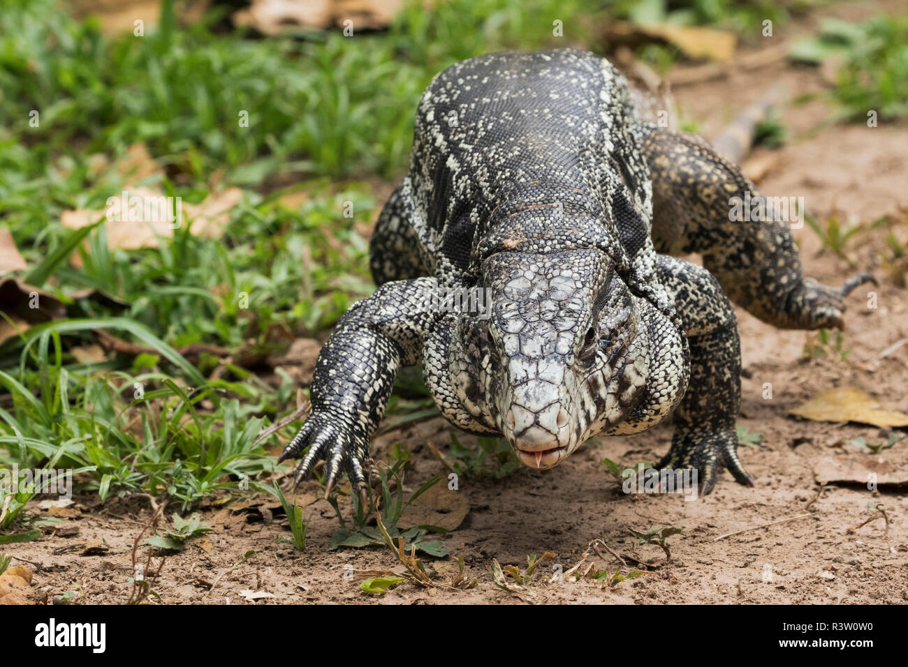 Tegu pantanal hi-res stock photography and images - Alamy