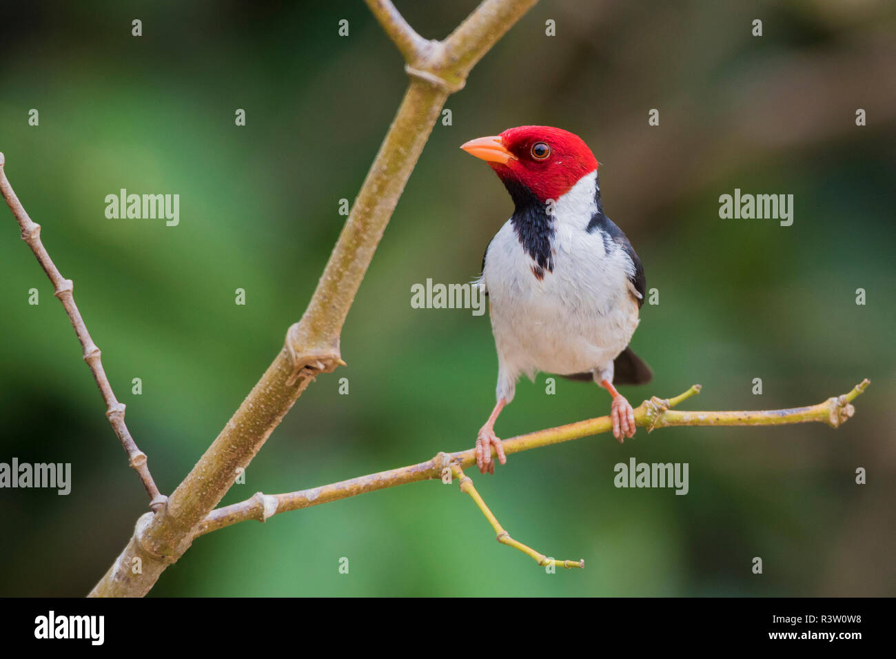 Yellow billed cardinal hi-res stock photography and images - Alamy