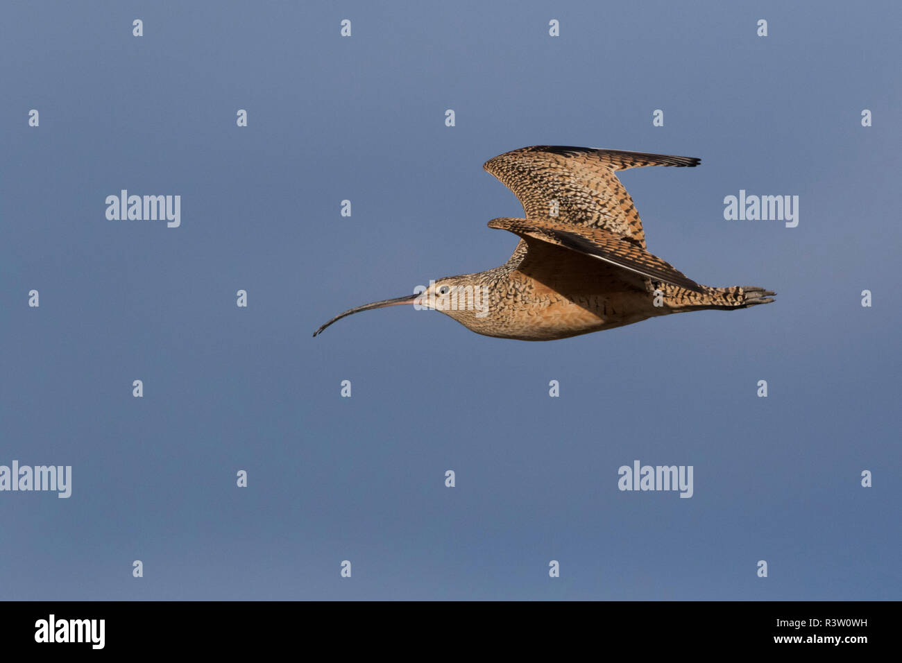 Long-billed curlew flying Stock Photo - Alamy