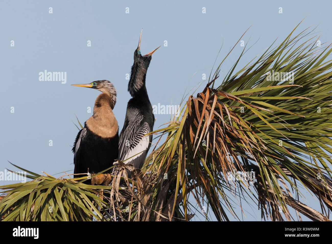 Anhinga pair courtship Stock Photo - Alamy