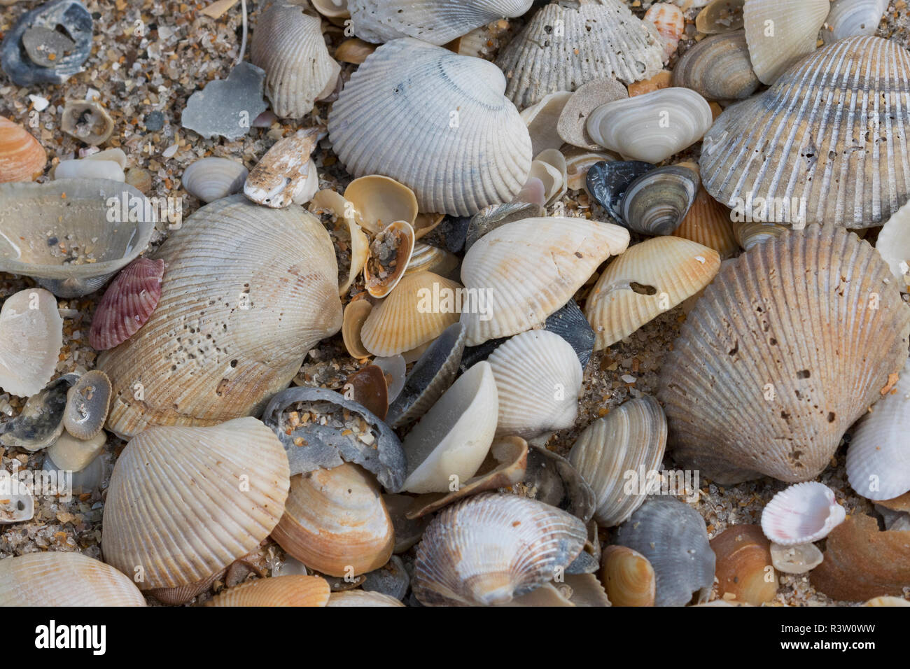 Florida beach shells Stock Photo - Alamy