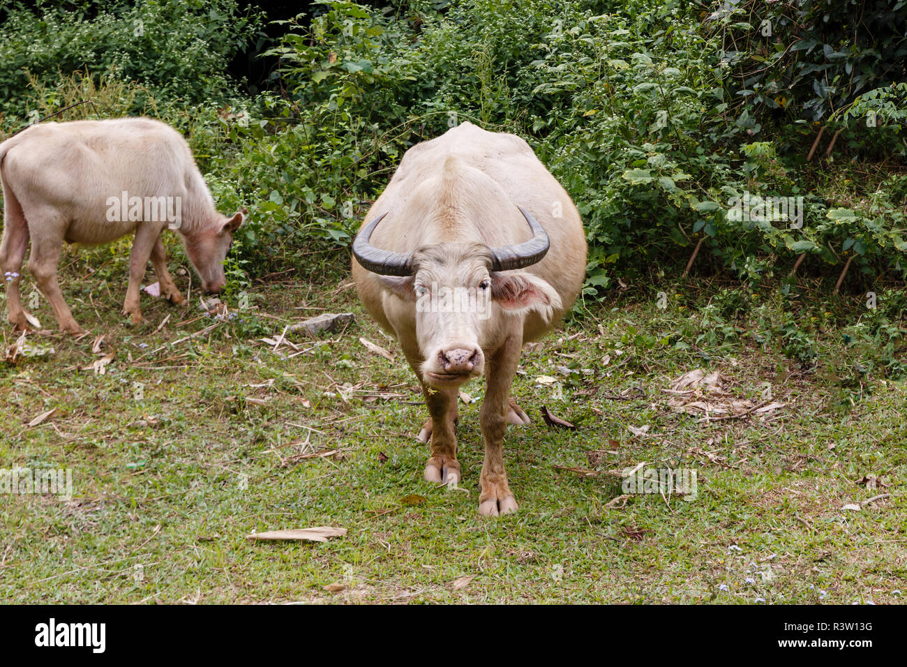 white Vietnamese water buffalo Stock Photo - Alamy