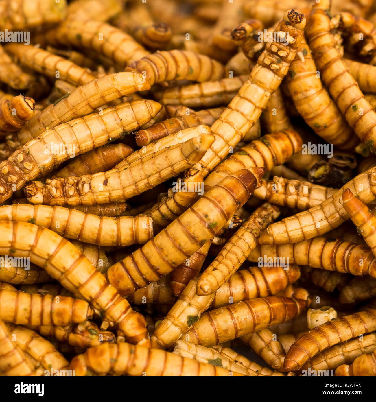 Cockroach larvae hi-res stock photography and images - Alamy