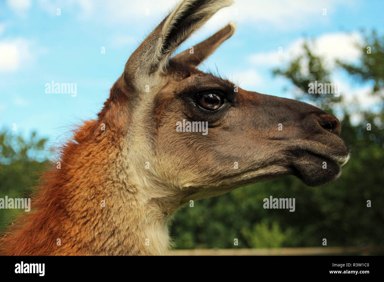 Lama spit hi-res stock photography and images - Alamy