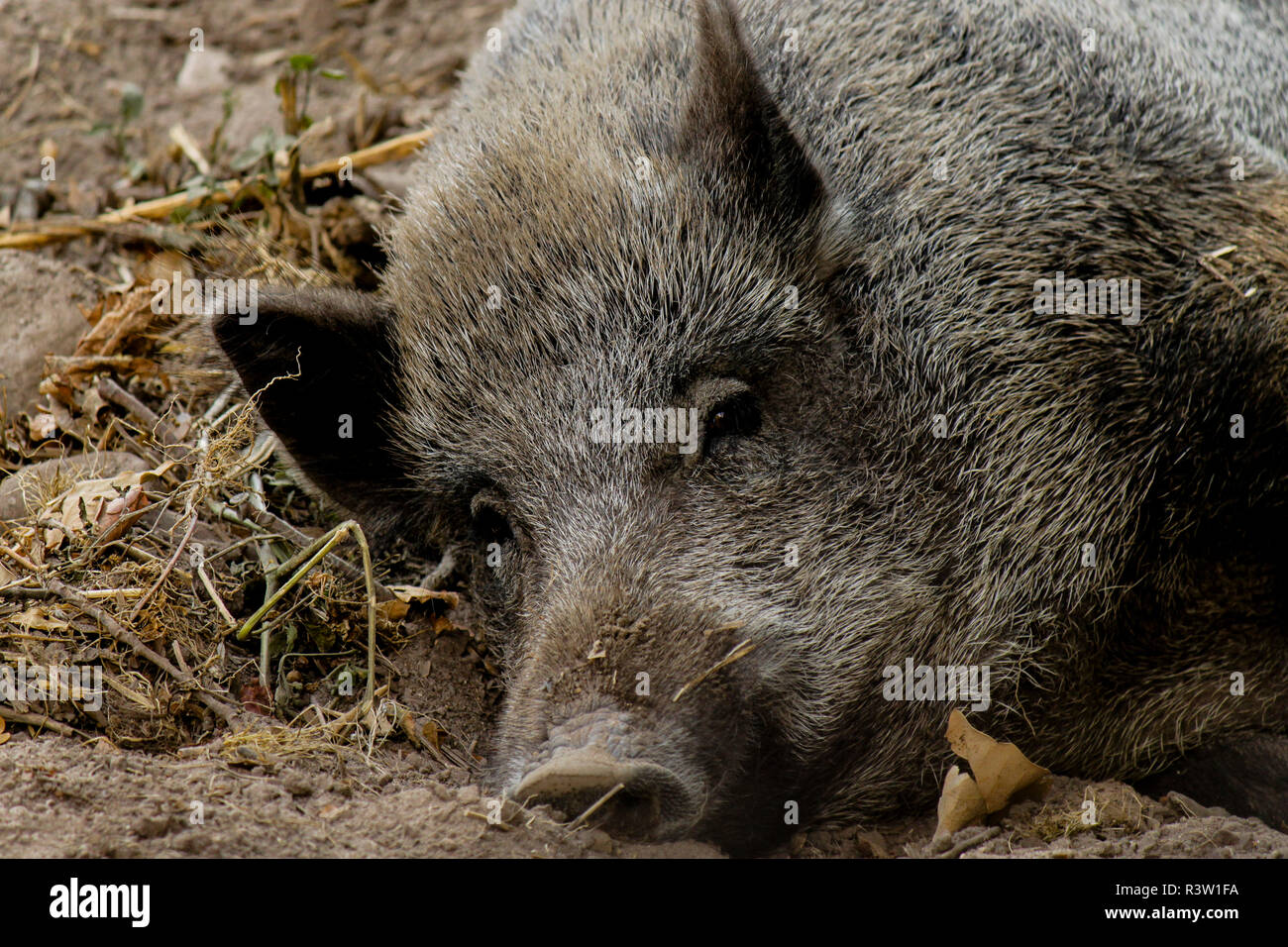 Wounded boar hi-res stock photography and images - Alamy