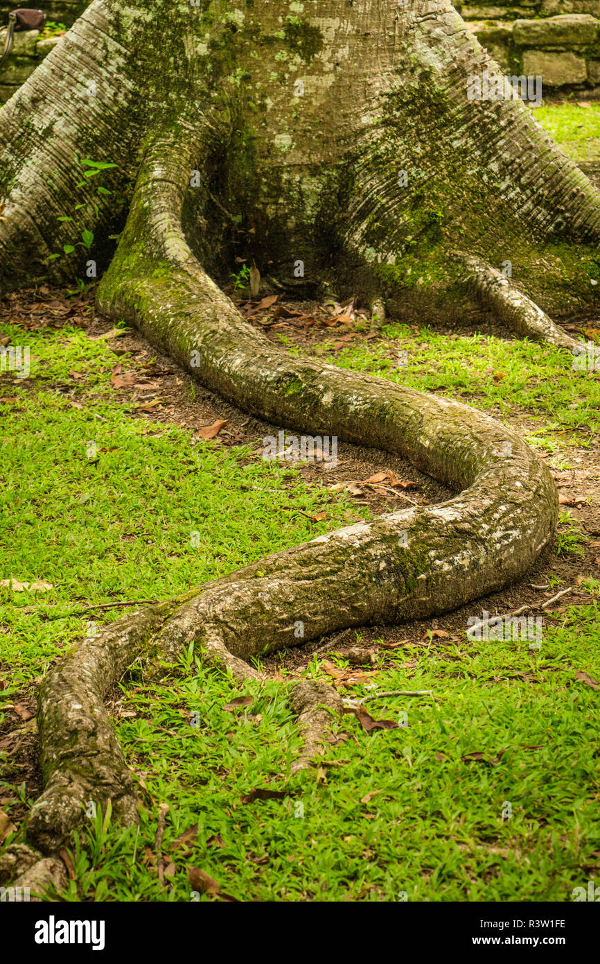 Serpentine roots hi-res stock photography and images - Alamy