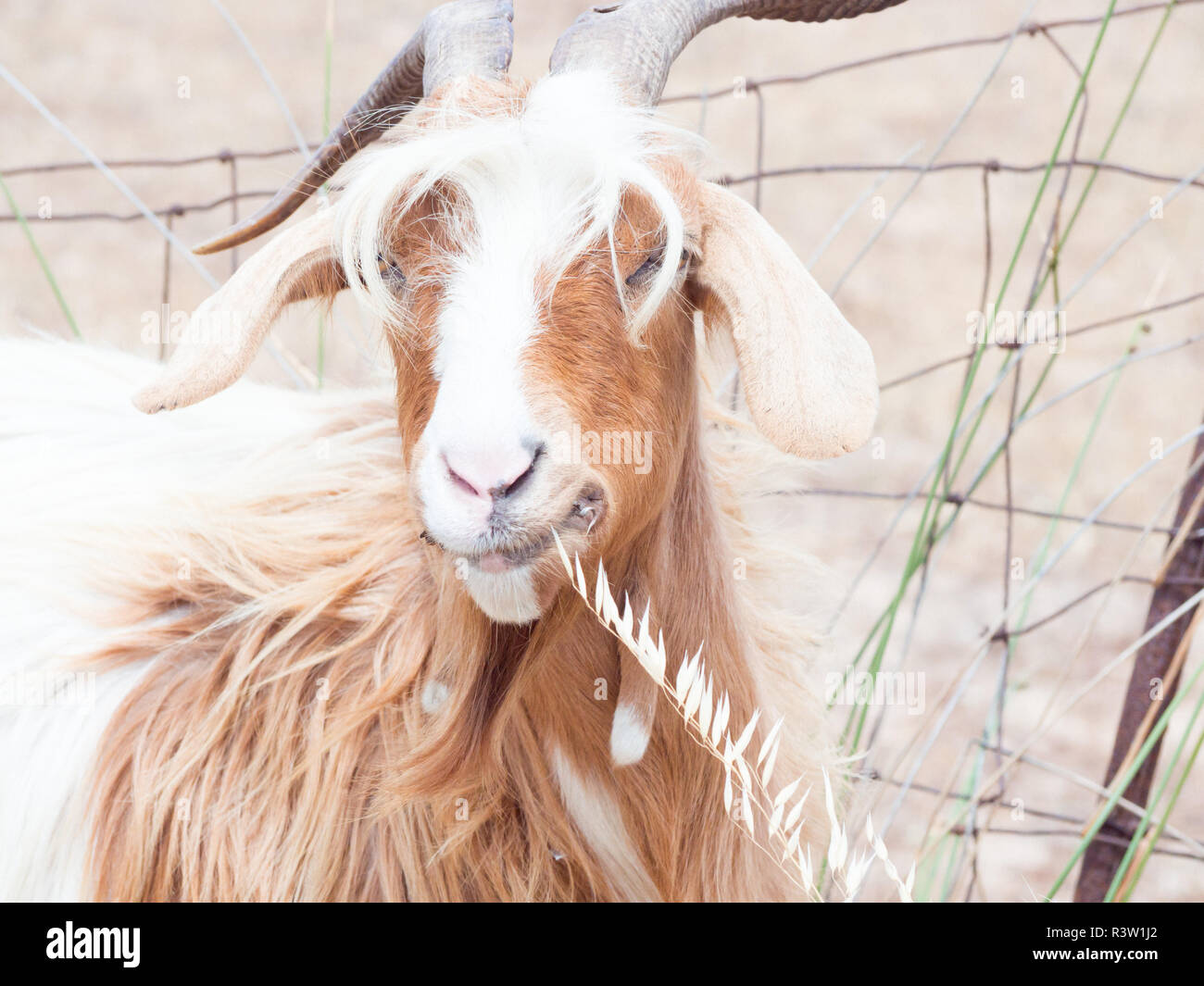 goat disheveled in campaign Stock Photo - Alamy
