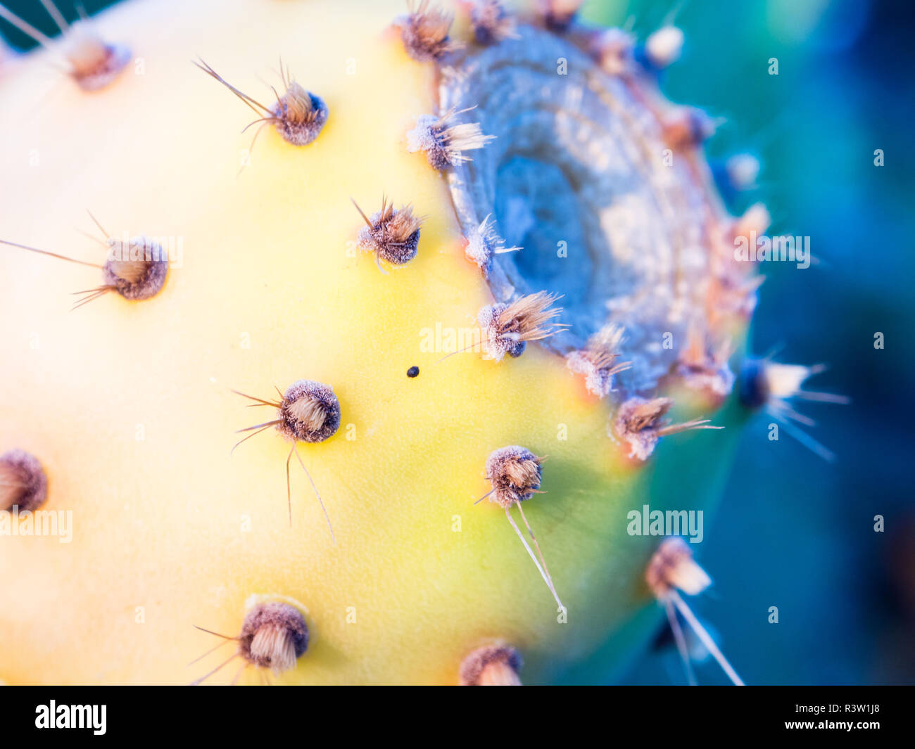 inside of a prickly pear Stock Photo - Alamy