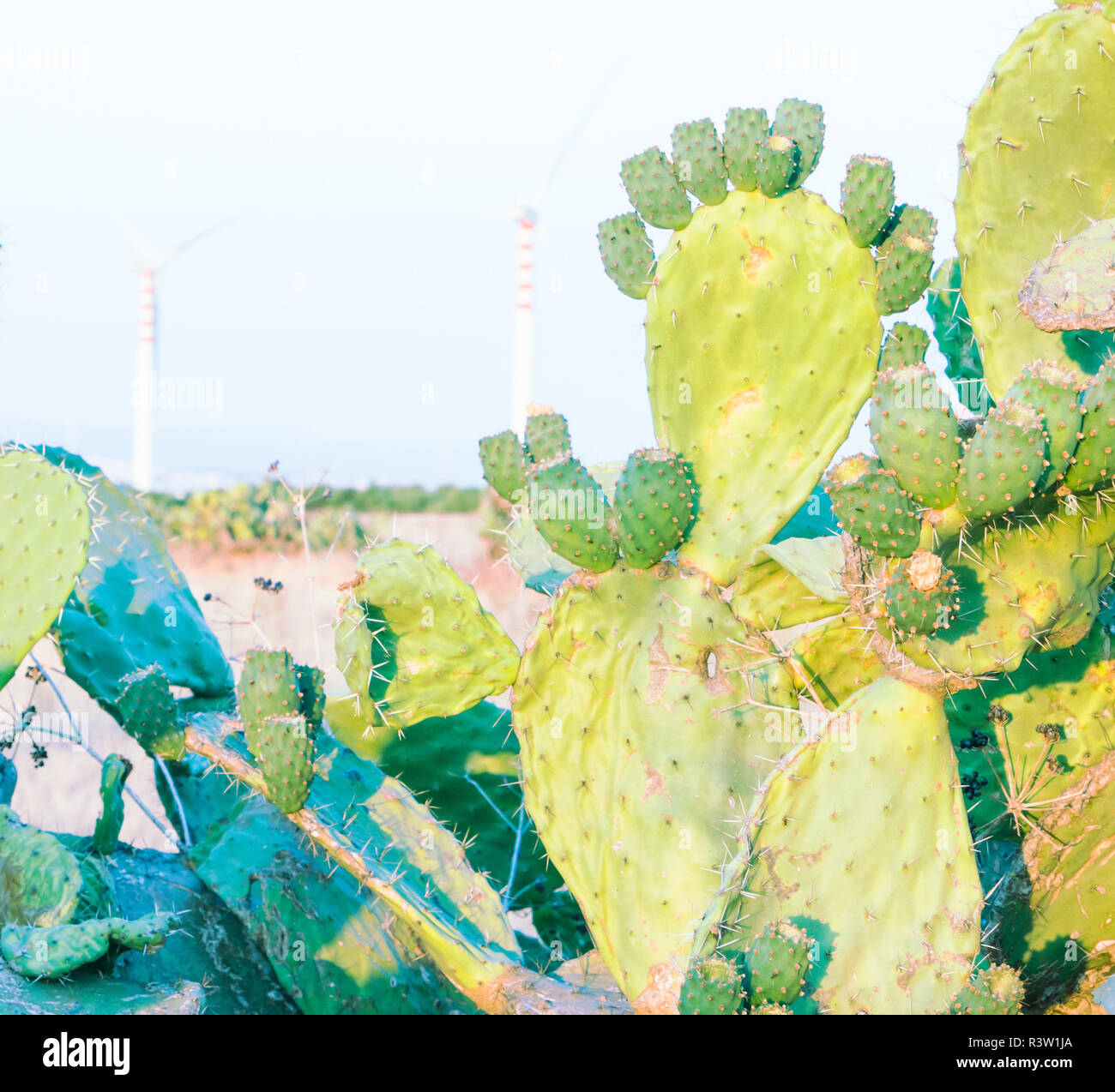 inside of a prickly pear Stock Photo - Alamy