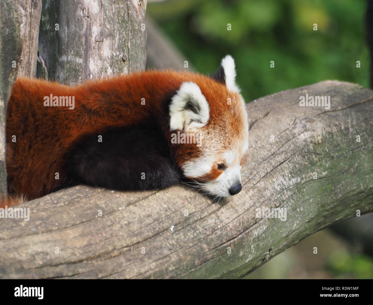 Feuerfuchs hi-res stock photography and images - Alamy