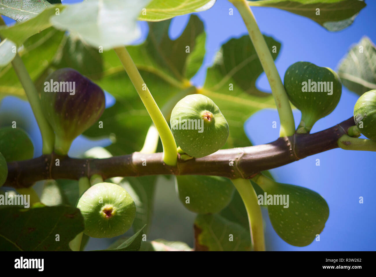 Getting riped hi-res stock photography and images - Alamy