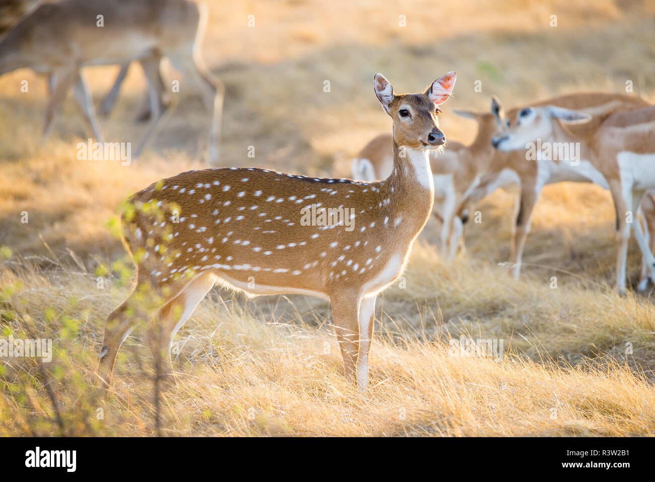 Chital Deer Doe Stock Photo - Alamy