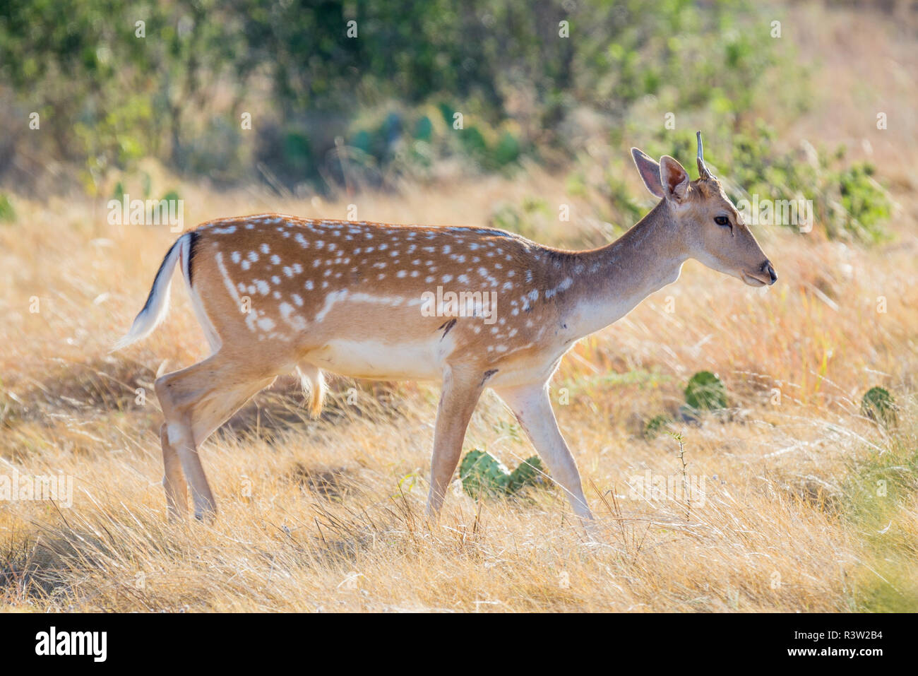 Fallow Deer Yearling Stock Photo - Alamy