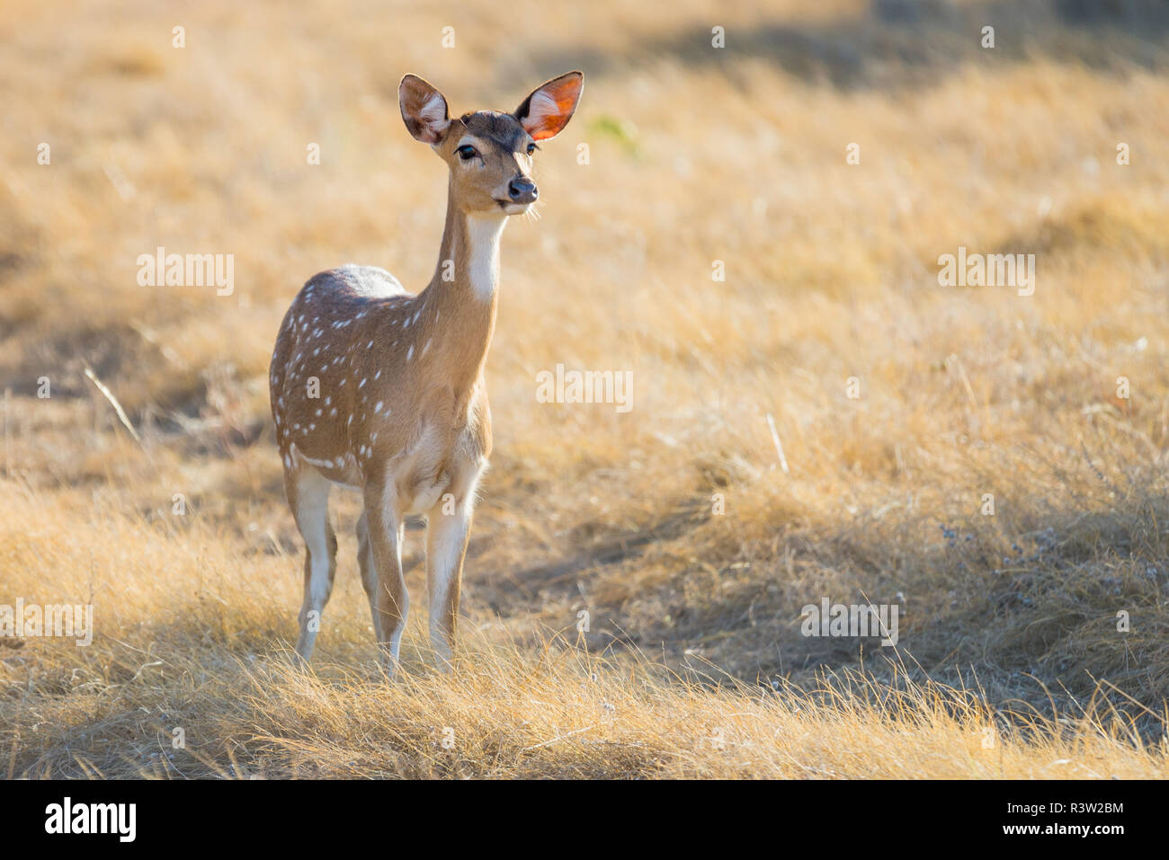 Spotted Deer Doe Stock Photo - Alamy