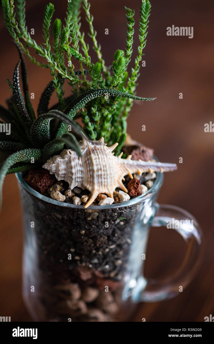 natural composition with cactus varieties Stock Photo - Alamy