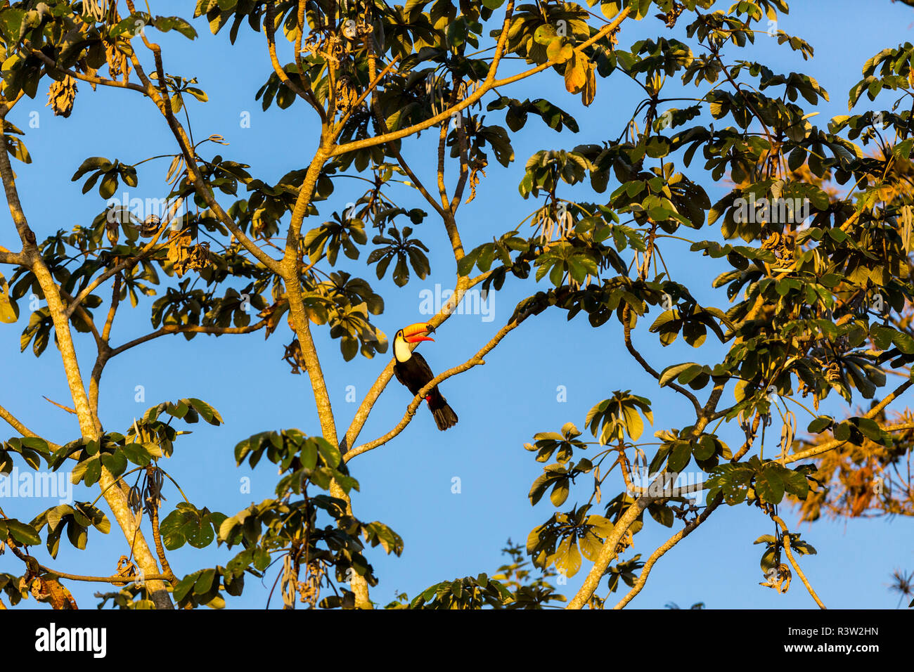 Toucan resting in a tropical tree along a river in the Brazilian ...