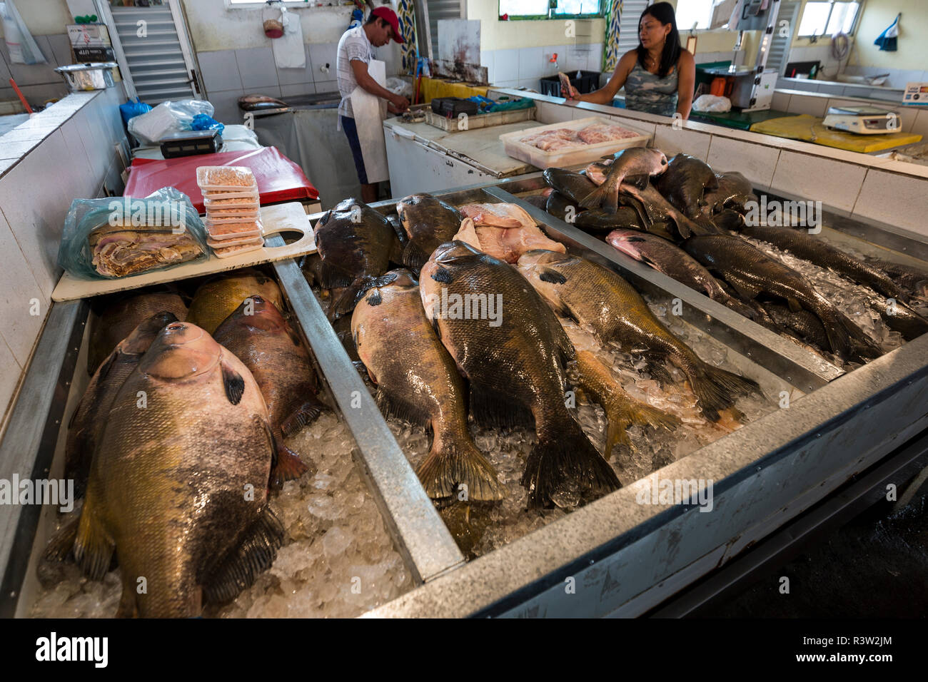 Amazon River fish in the market at Manaus Amazonas State, Brazil Stock ...