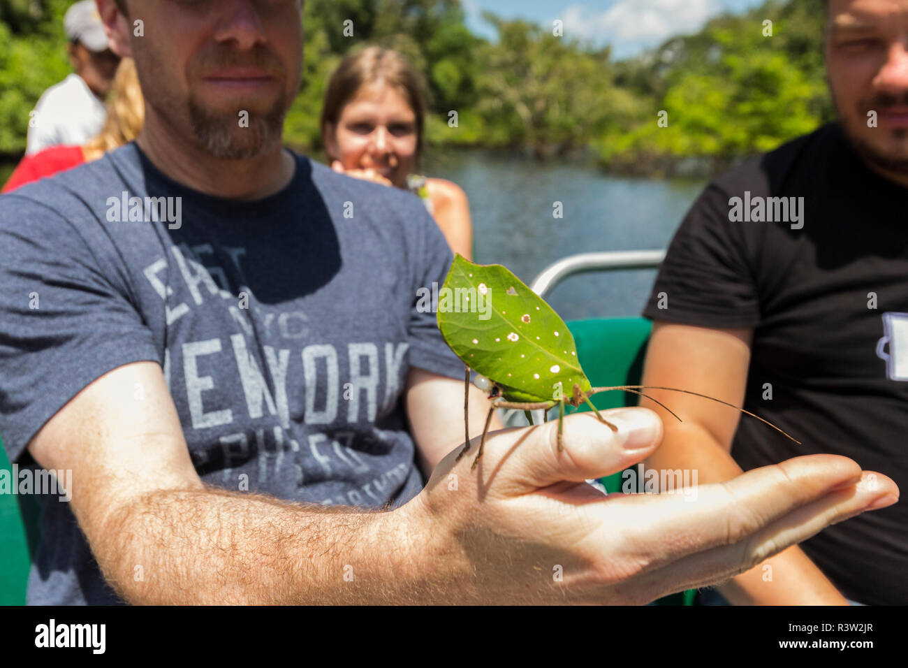 Man holds a tropical leaf bug on the Amazon River near Manaus, Brazil ...