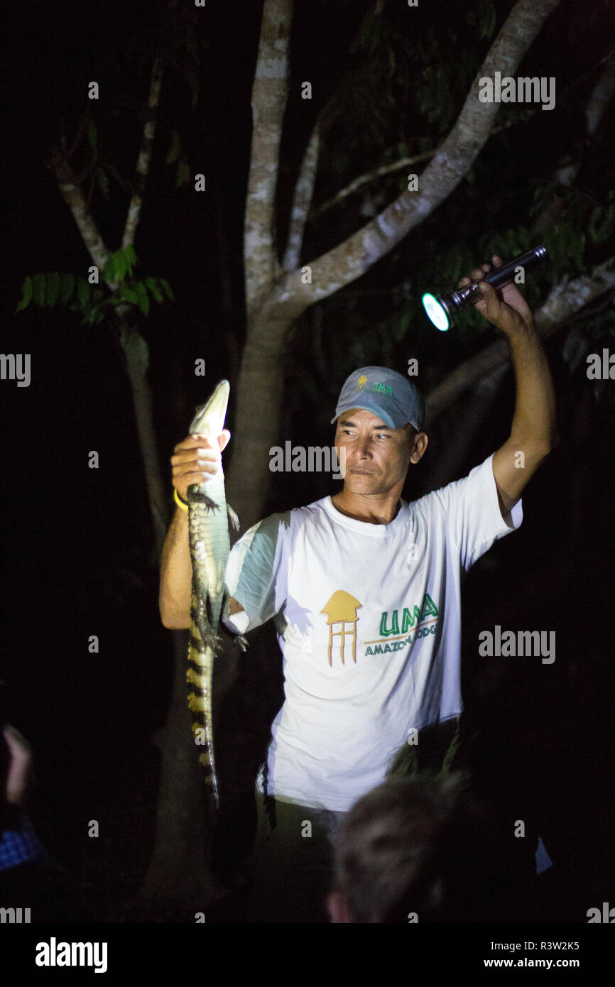Amazonian villager displays a baby Cayman with a flashlight at night on ...