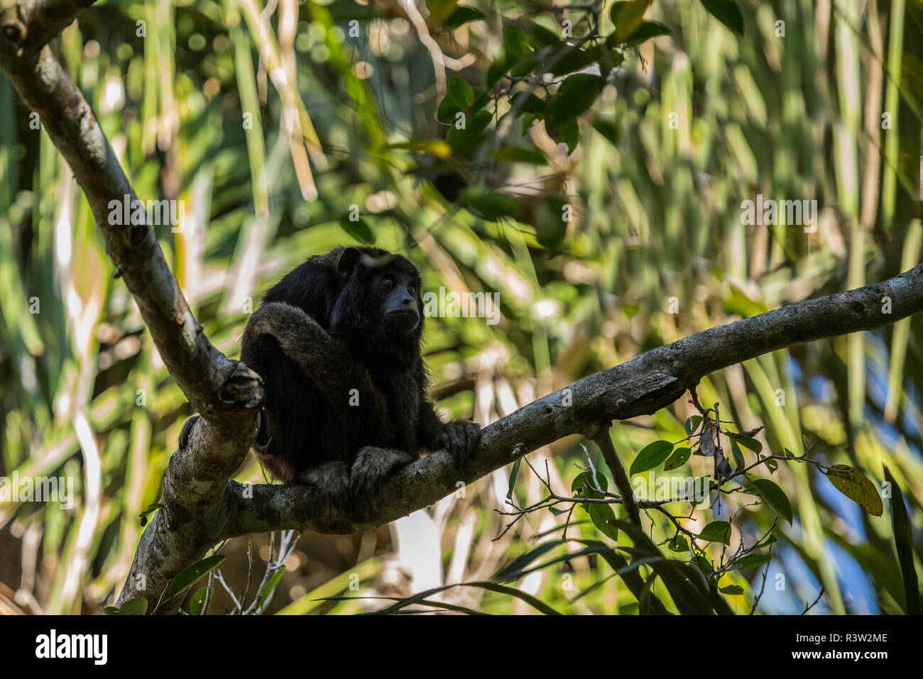 A Howler Monkey looks out across the jungle as it rests on a branch in ...