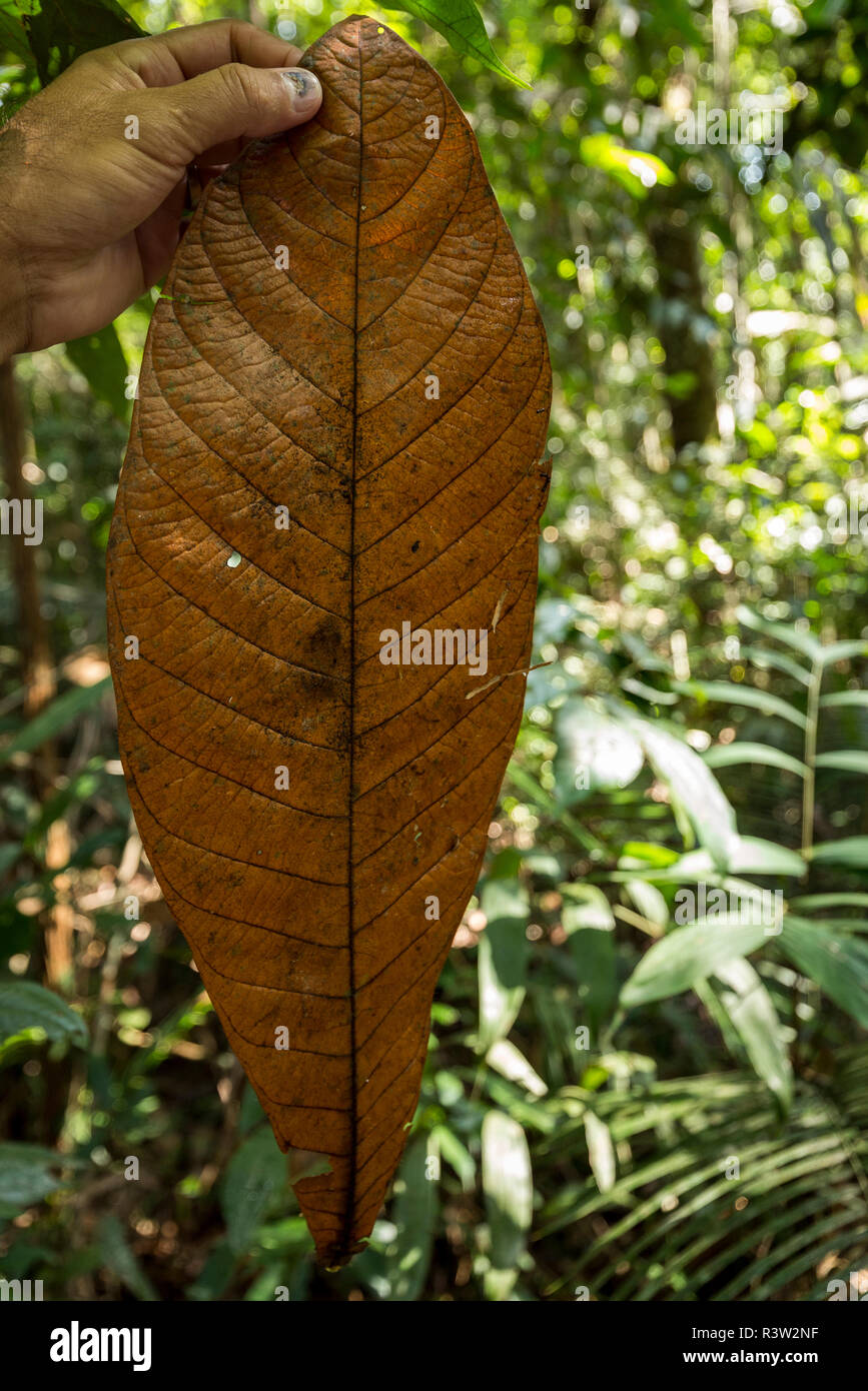 A hand holds a large dead tropical leaf in the Amazonian jungle near ...