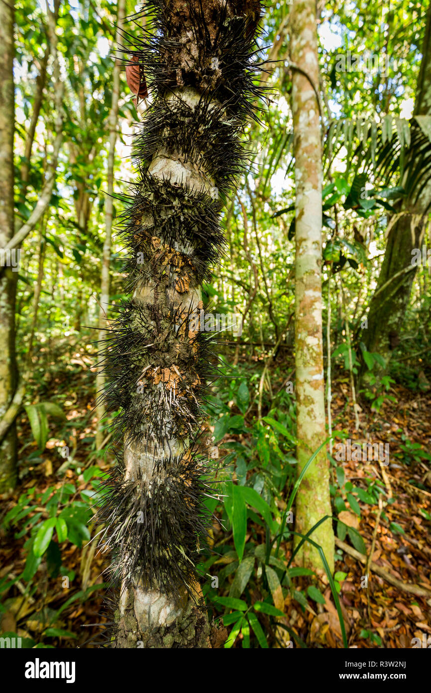 Astrocaryum hi-res stock photography and images - Alamy