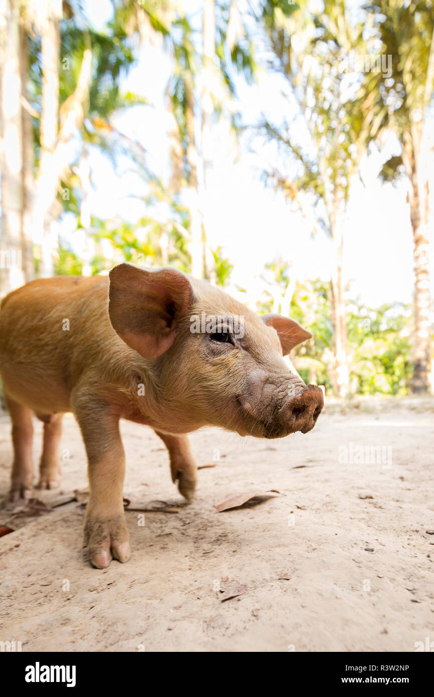 Low-angle photo with high-key light of a domesticated pig in an ...