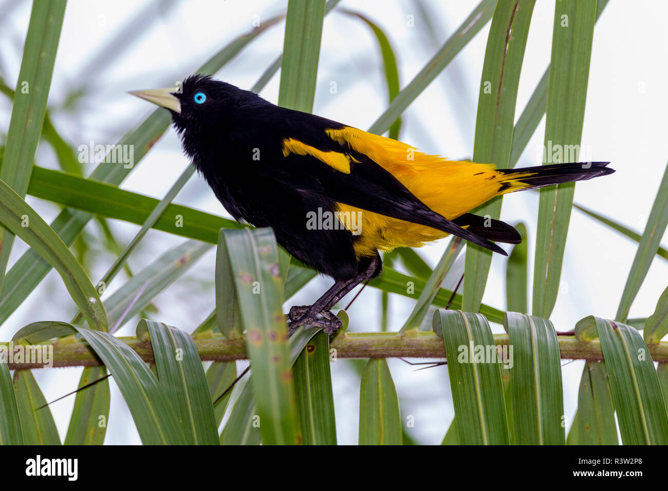 Brazil A Golden Winged Cacique Cacicus Chrysopterus In The Pantanal The Worlds Largest