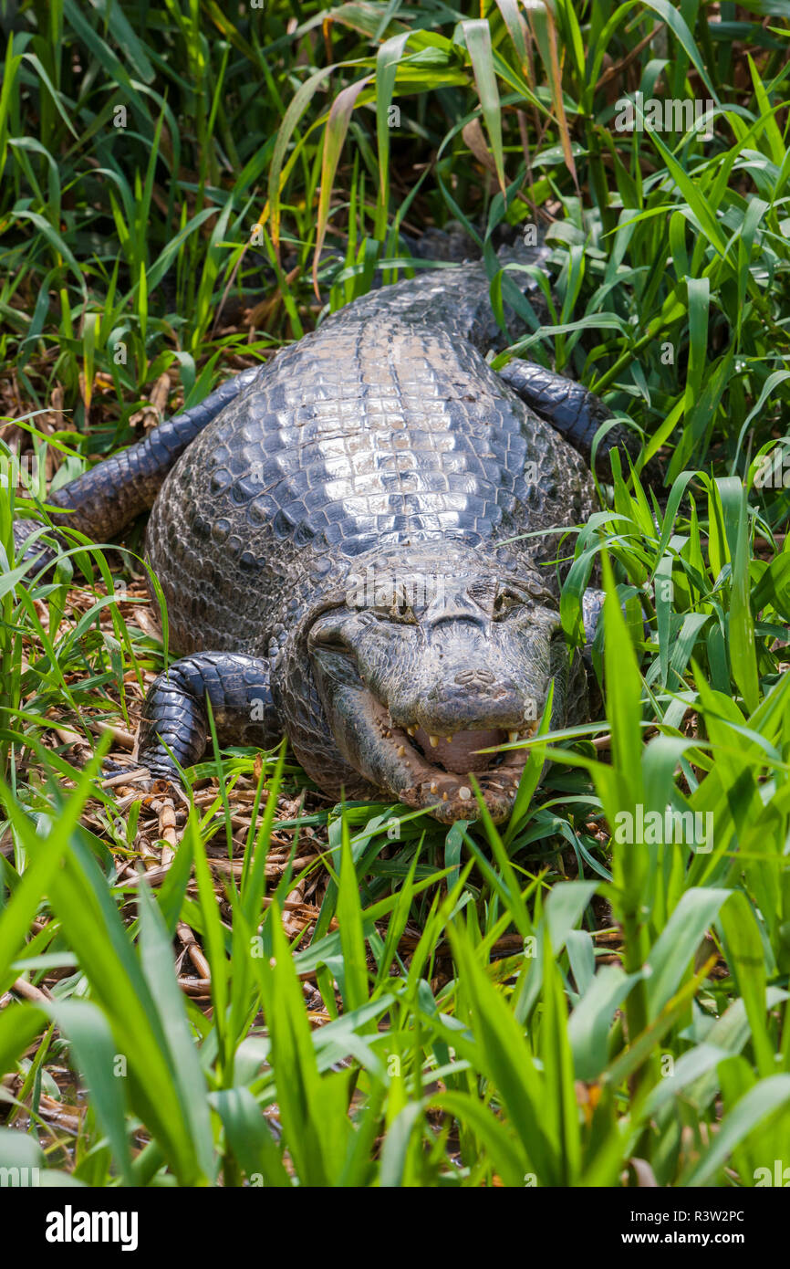 Brazil. A spectacled caiman (Caiman crocodilus) commonly found in the ...
