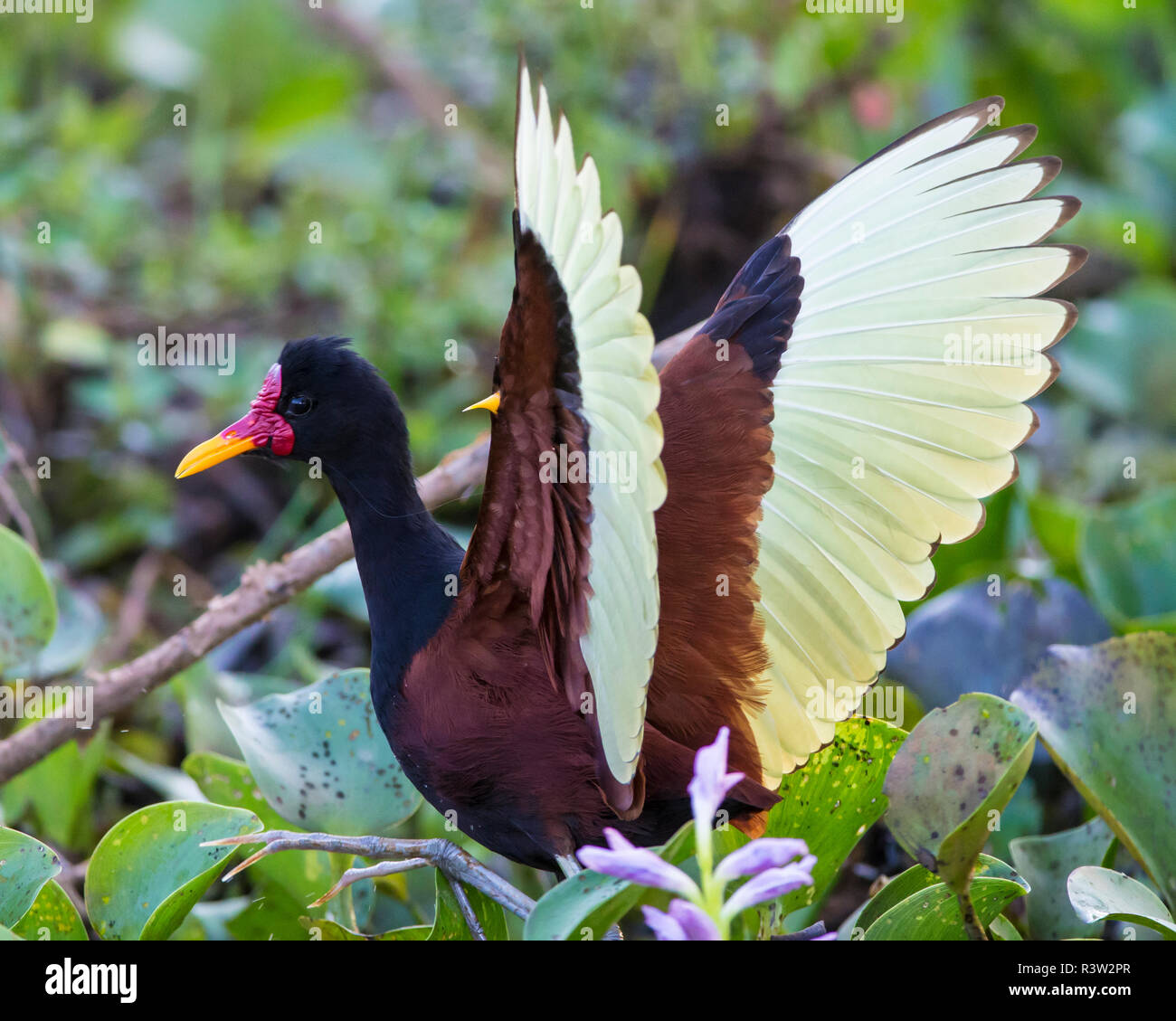 Brazil. A wattled jacana (Jacana jacana) wades along the shore in the ...