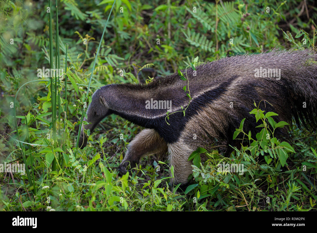 Brazil. A giant anteater (Myrmecophagia tridactyla) in the Pantanal ...