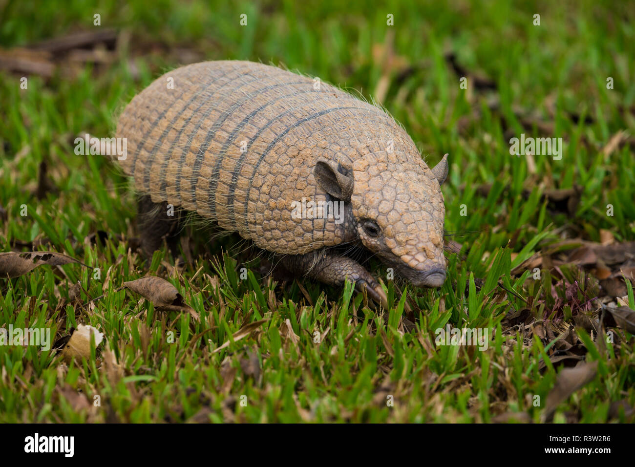 Brazil. A pichi, dwarf armadillo (Zaedyus pichiy) in the Pantanal, the ...