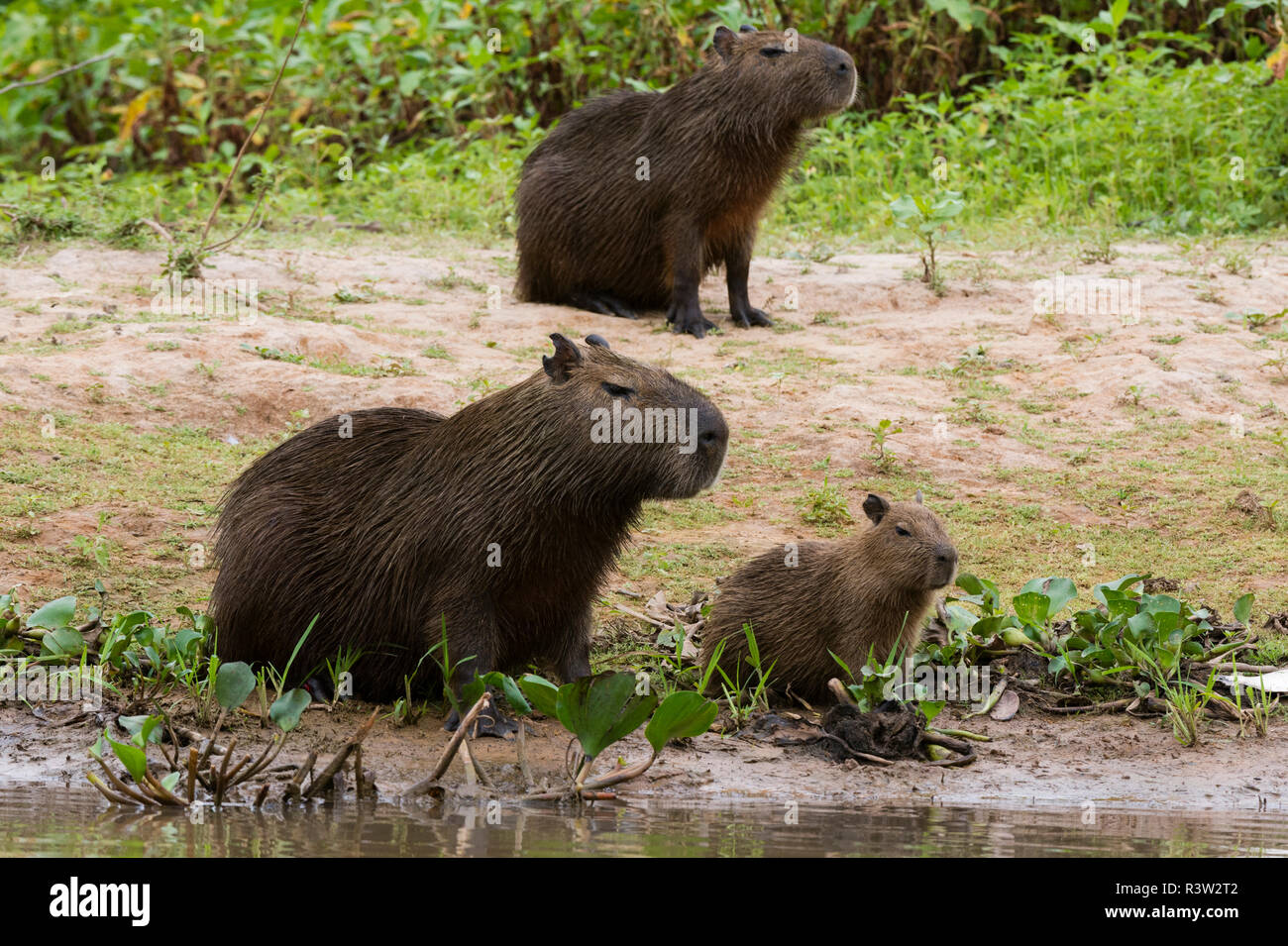Capibara pantanal hi-res stock photography and images - Alamy