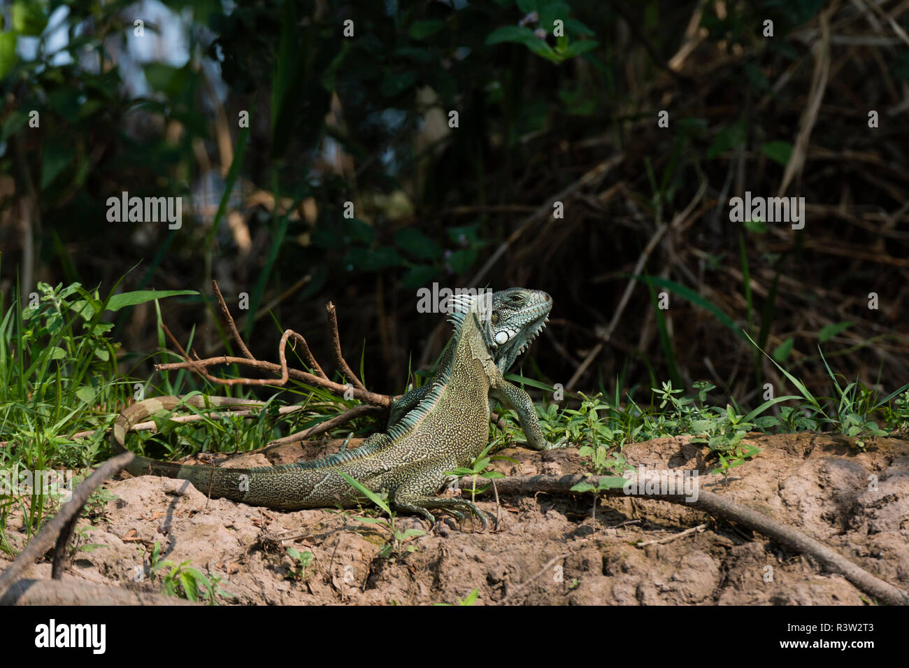 Green iguana(Iguana iguana), Cuiaba River, Pantanal, Mato Grosso ...