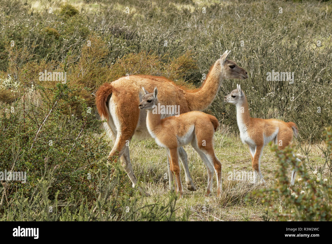 Female Guanaco with young, Torres del Paine National Park, Chile ...