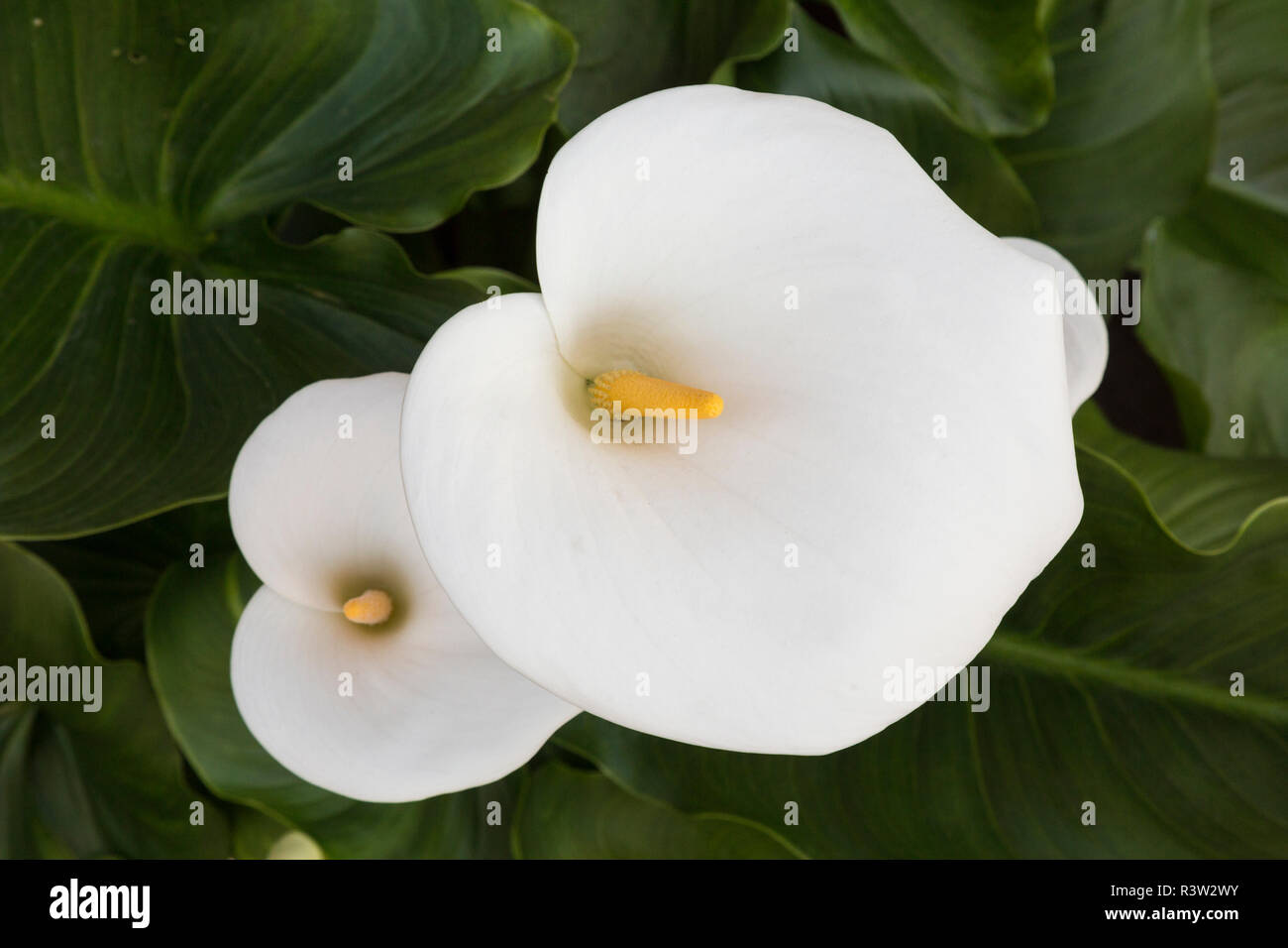 Lily native to southern africa hi-res stock photography and images - Alamy